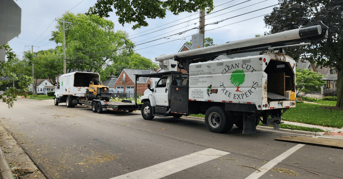 Our Tree Services | Clean Cut Tree Experts in Southeast Michigan